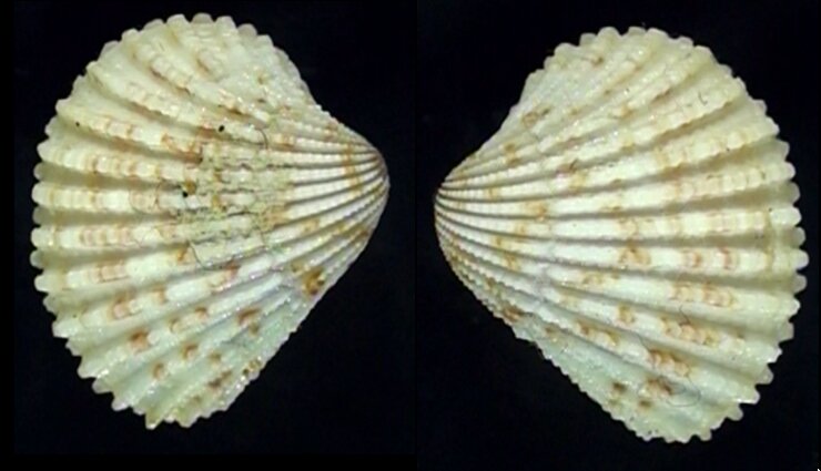 All shells - ShellBrothers - All shells