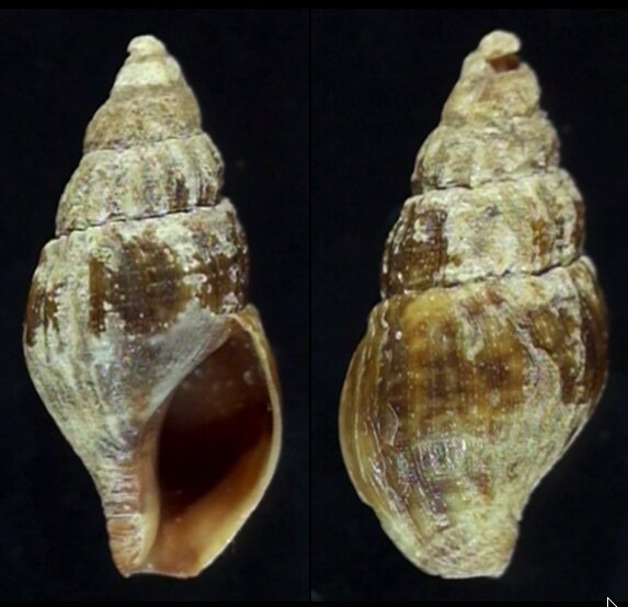 All shells - ShellBrothers - All shells