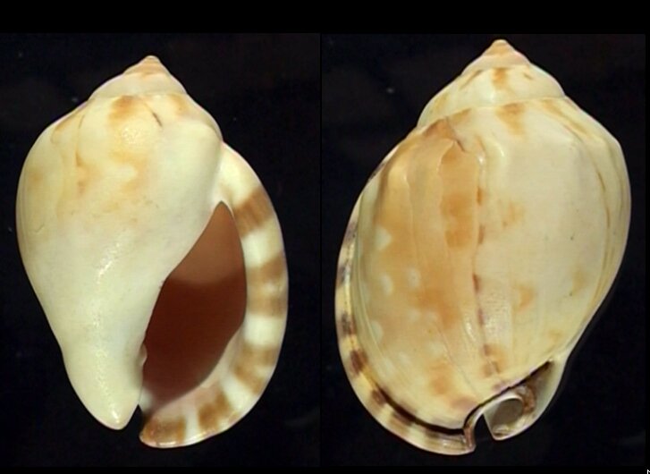 New shells - ShellBrothers - New shells