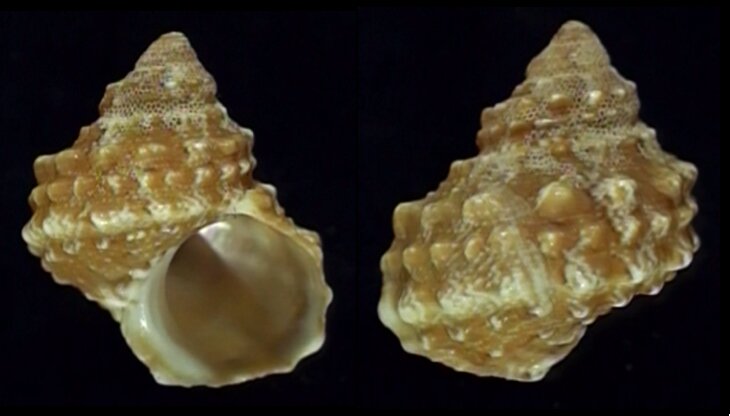 All shells - ShellBrothers - All shells