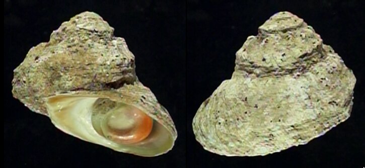 All shells - ShellBrothers - All shells