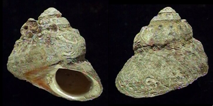 All shells - ShellBrothers - All shells