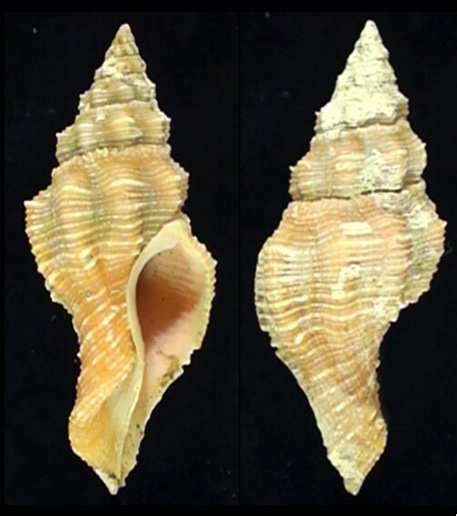 All shells - ShellBrothers - All shells