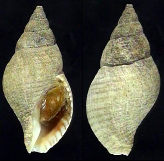 All shells - ShellBrothers - All shells