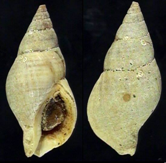 All shells - ShellBrothers - All shells