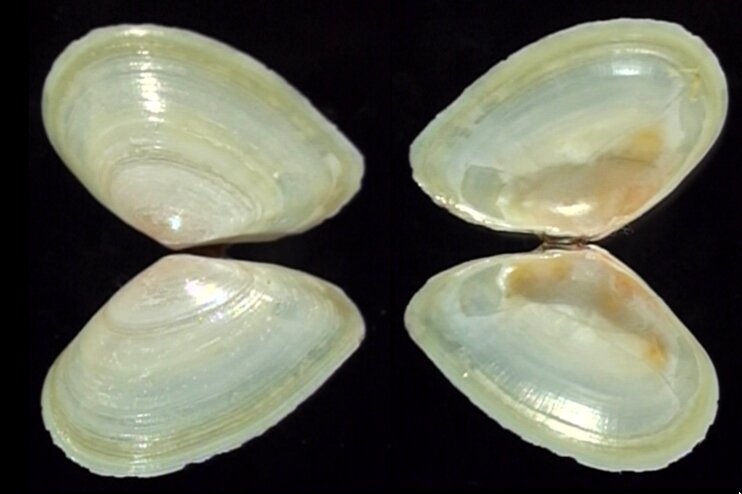 All shells - ShellBrothers - All shells