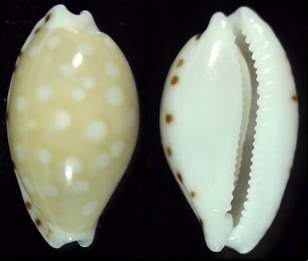 All shells - ShellBrothers - All shells