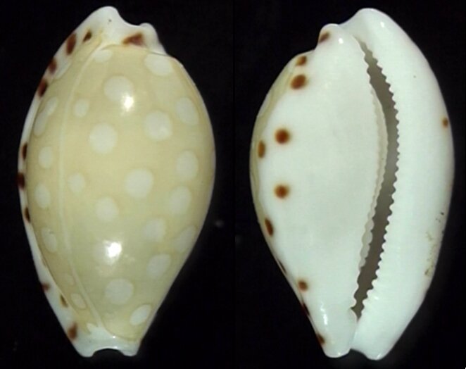 All shells - ShellBrothers - All shells