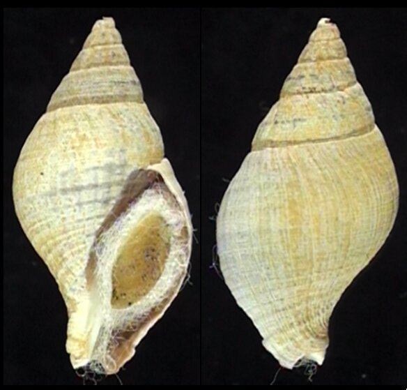 All shells - ShellBrothers - All shells