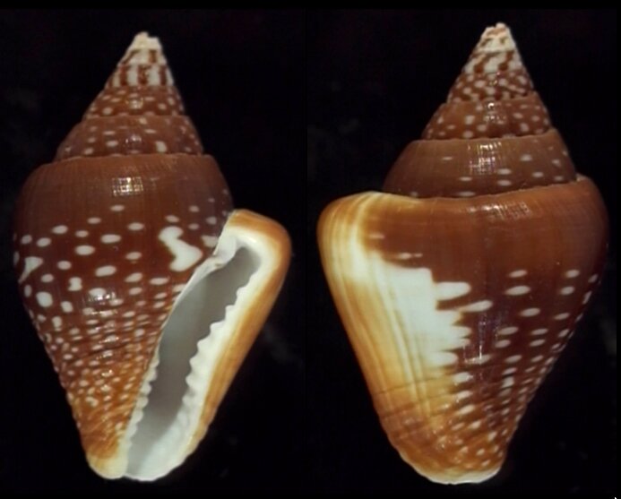 All shells - ShellBrothers - All shells