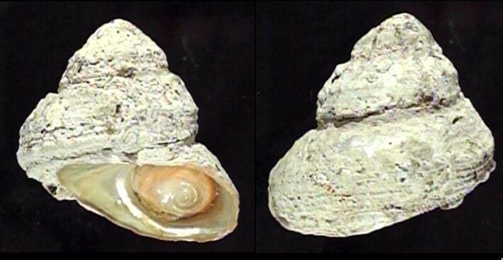 All shells - ShellBrothers - All shells