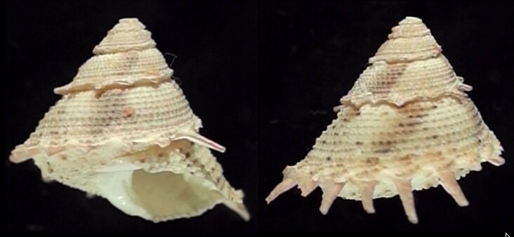 All shells - ShellBrothers - All shells