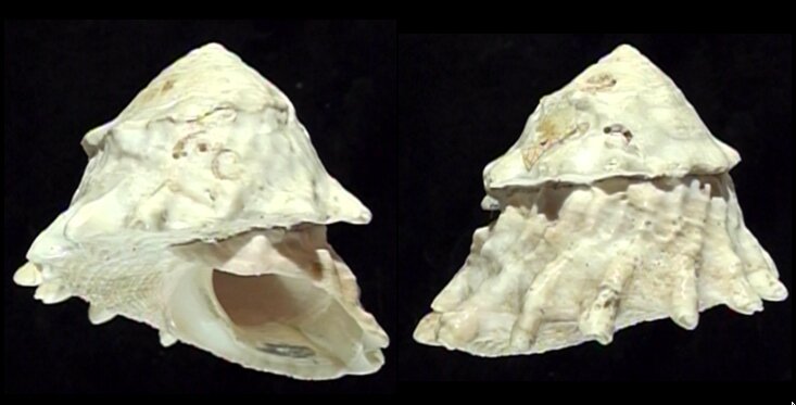 All shells - ShellBrothers - All shells