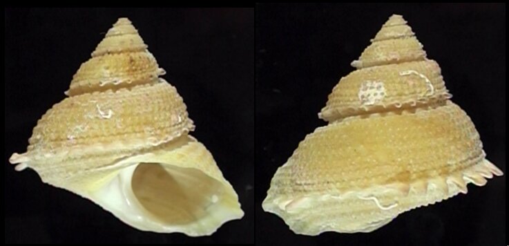 Top shells - ShellBrothers - Top shells