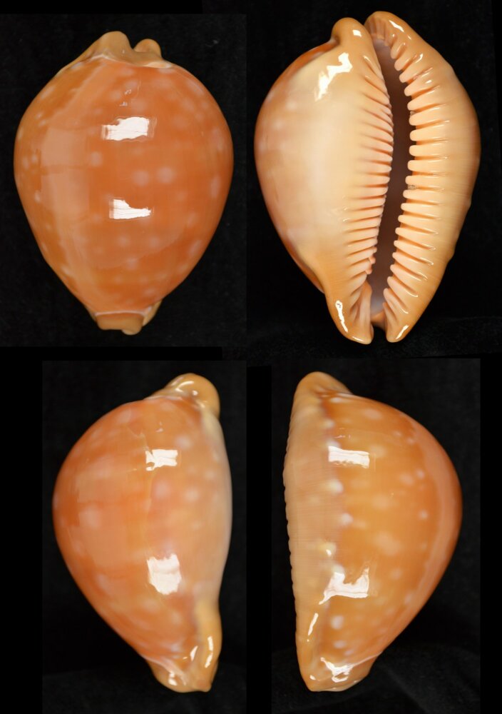 Top shells - ShellBrothers - Top shells