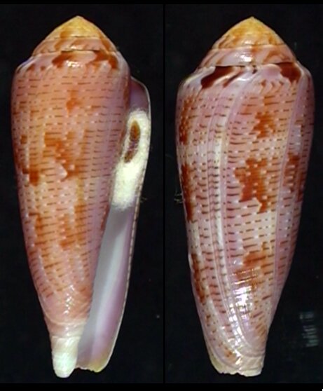 Top shells - ShellBrothers - Top shells