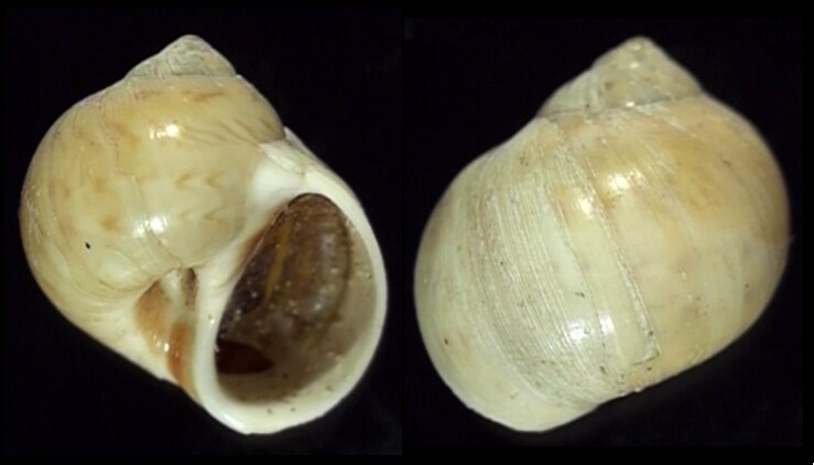 All shells - ShellBrothers - All shells