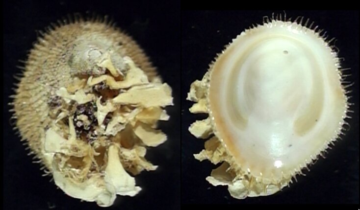 All shells - ShellBrothers - All shells