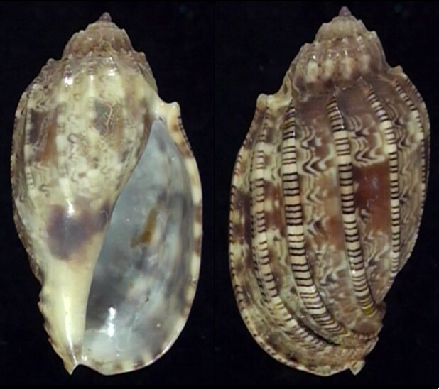 All shells - ShellBrothers - All shells