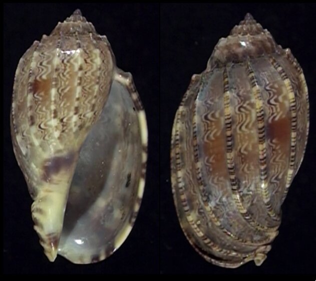 All shells - ShellBrothers - All shells