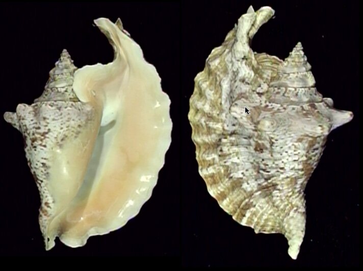 Top shells - ShellBrothers - Top shells