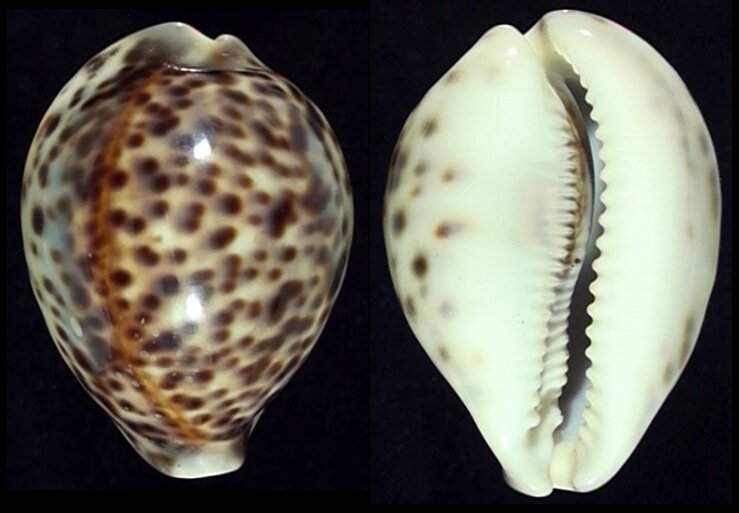 All shells - ShellBrothers - All shells