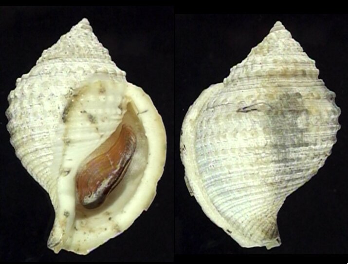 All shells - ShellBrothers - All shells