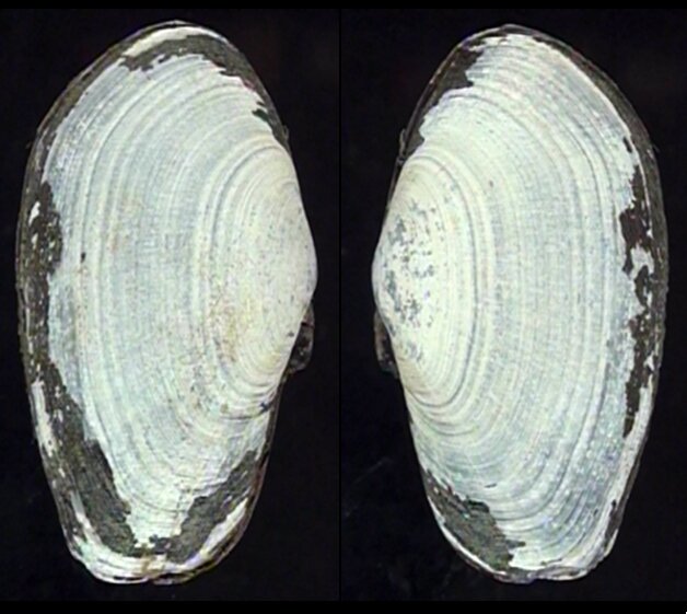 All shells - ShellBrothers - All shells