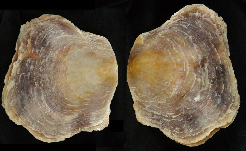 All shells - ShellBrothers - All shells