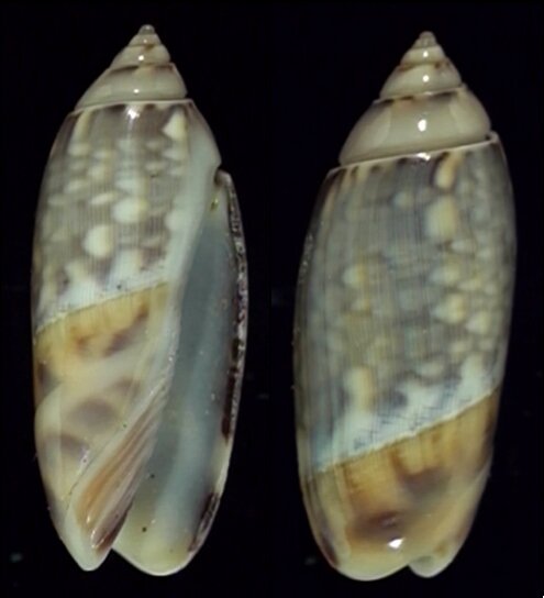 All shells - ShellBrothers - All shells