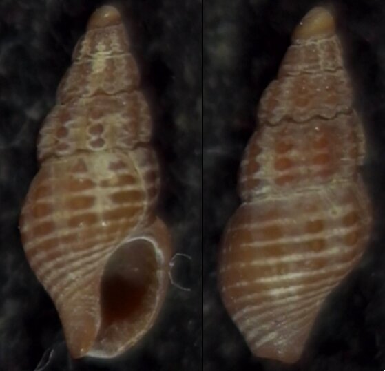 All shells - ShellBrothers - All shells