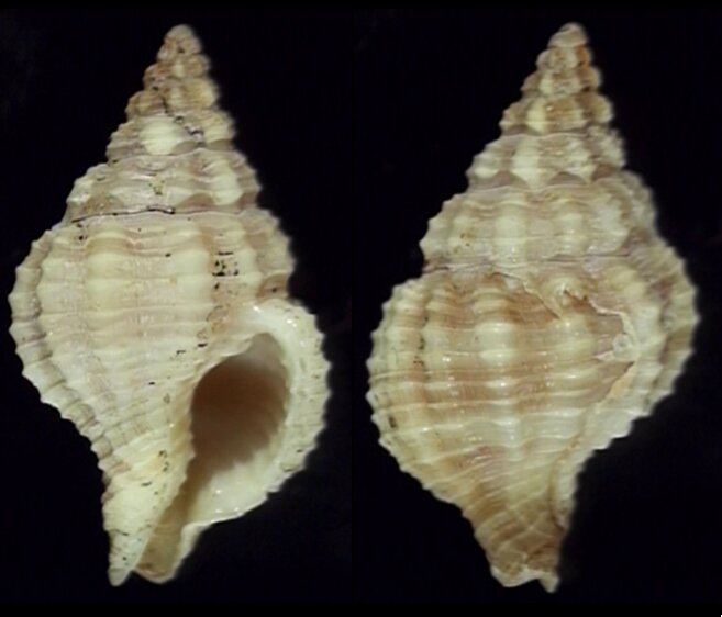 All shells - ShellBrothers - All shells