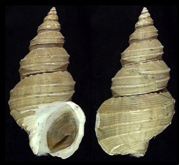 All shells - ShellBrothers - All shells