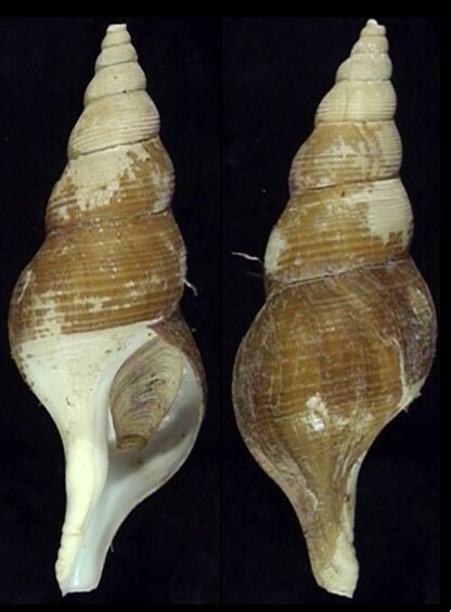 New shells - ShellBrothers - New shells