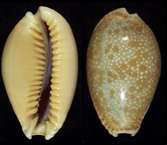 Top shells - ShellBrothers - Top shells