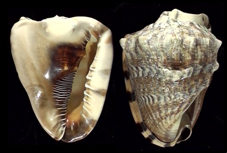 All shells - ShellBrothers - All shells