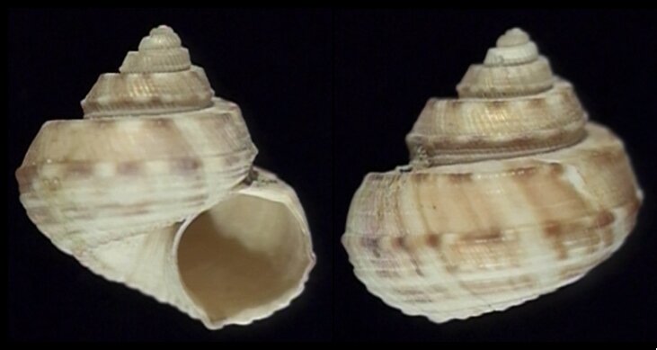 All shells - ShellBrothers - All shells