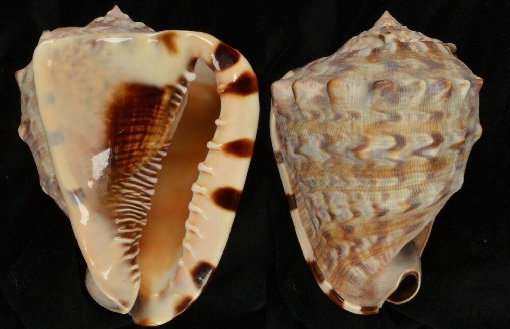 All shells - ShellBrothers - All shells