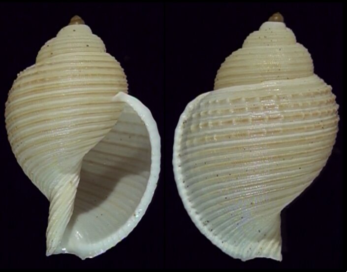 All shells - ShellBrothers - All shells