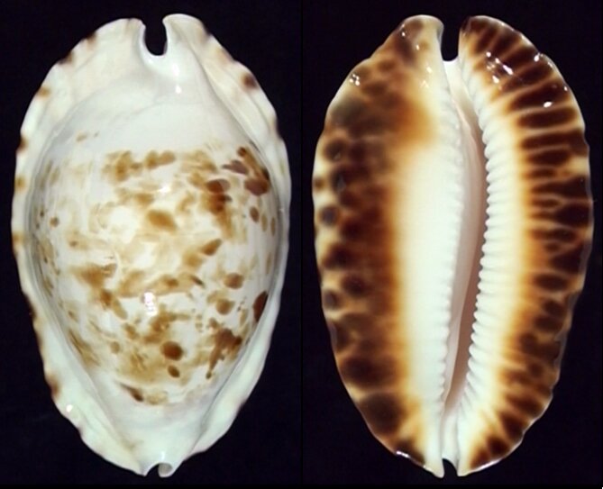 Top shells - ShellBrothers - Top shells