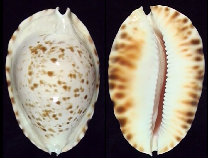 Top shells - ShellBrothers - Top shells