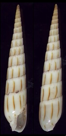 New shells - ShellBrothers - New shells