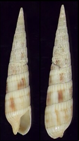 New shells - ShellBrothers - New shells