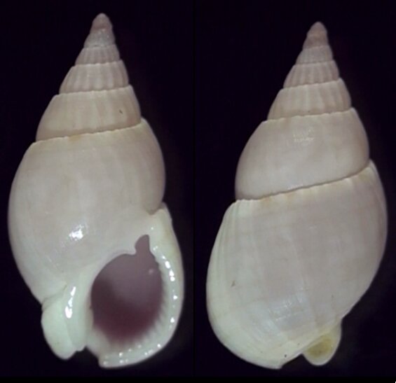 All shells - ShellBrothers - All shells