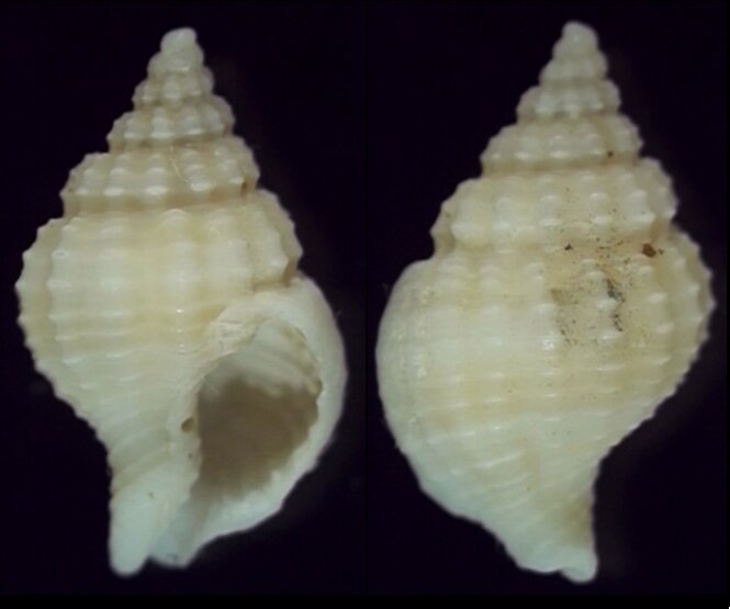 All shells - ShellBrothers - All shells