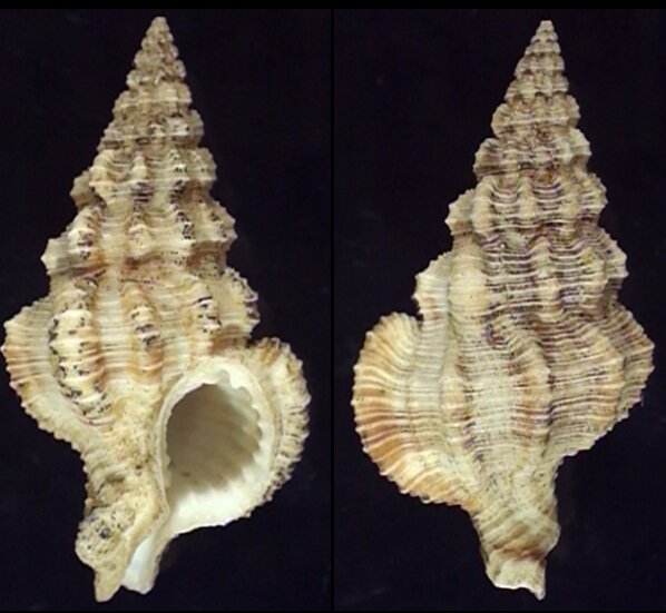 All shells - ShellBrothers - All shells