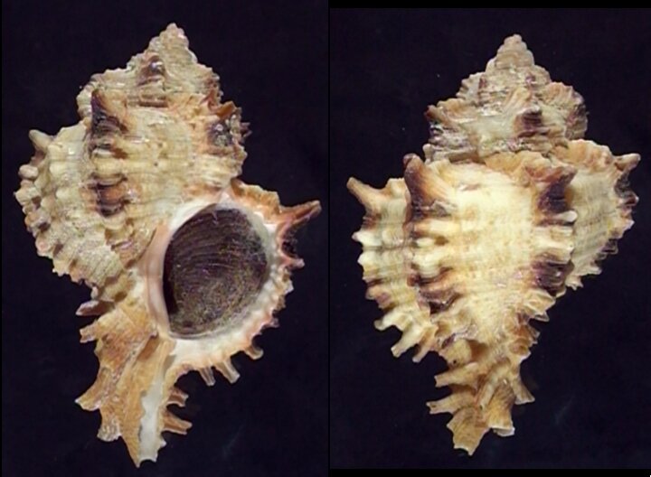 New shells - ShellBrothers - New shells