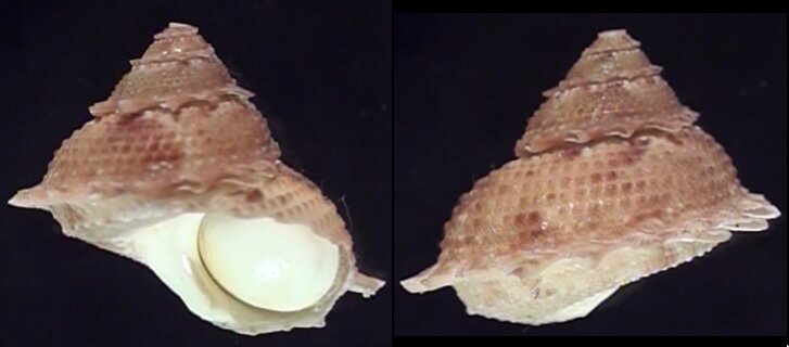All shells - ShellBrothers - All shells