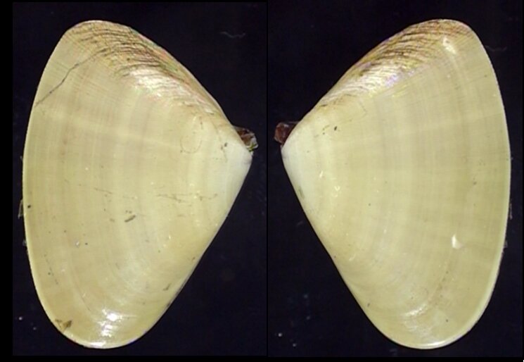 All shells - ShellBrothers - All shells