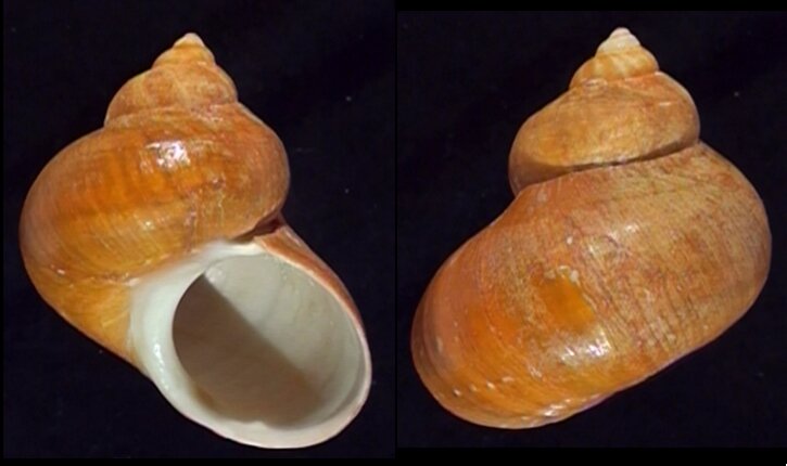 All shells - ShellBrothers - All shells